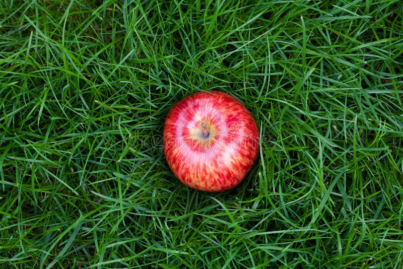 Apple lying on green grass stock image. Image of bright - 16737881
