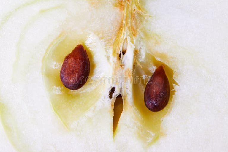 Apple macro stock image. Image of organic, meal, juicy - 37925715