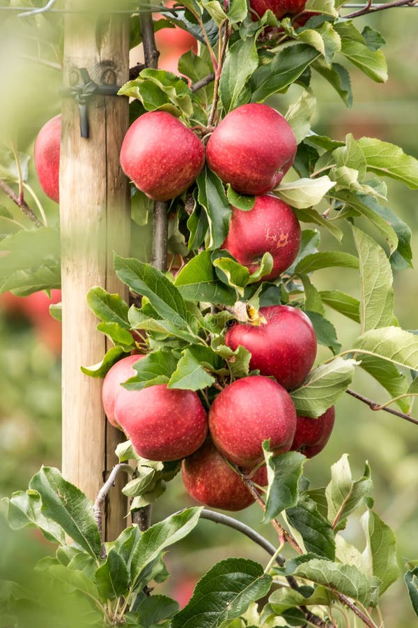 Apple (Malus domestica) stock image. Image of polyphenols - 76912937