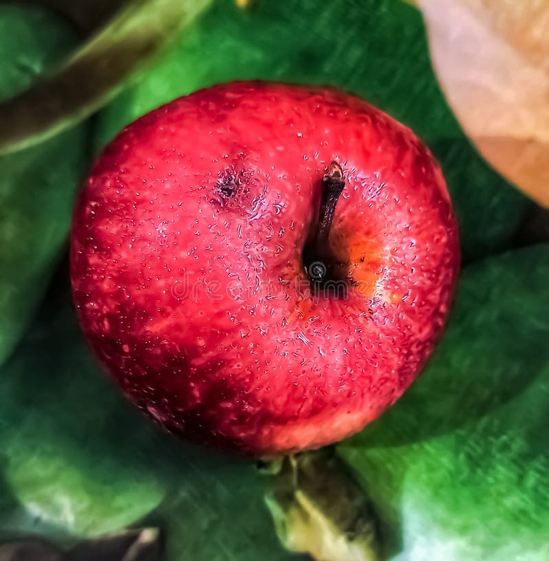 1,641 Temperate Fruit Stock Photos - Free & Royalty-Free Stock Photos ...