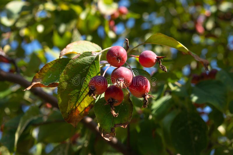 Apple Malus Rudolph Tree with Dark Red Apple Fruits Stock Photo - Image ...