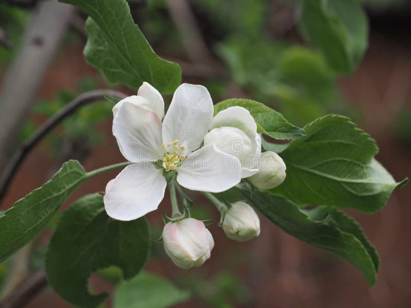 Apple or Malus Species in Bloom Stock Photo - Image of juice, botany ...