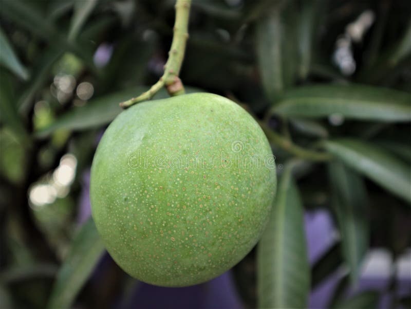 Apple Mango (Mangifera Indica L), the Sour Beauty Stock Image - Image ...
