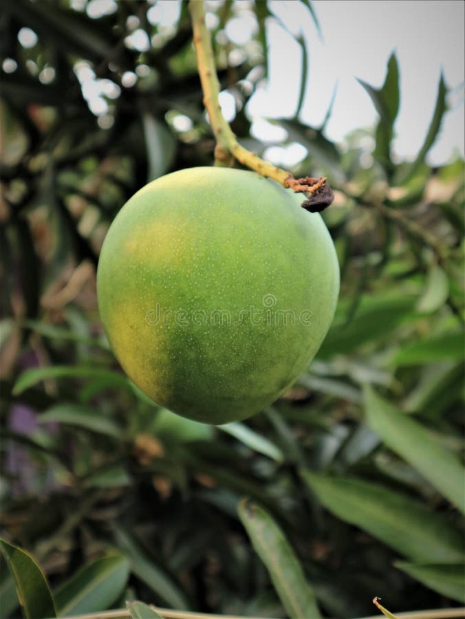 Apple Mango (Mangifera Indica L), the Sour Beauty Stock Image - Image ...