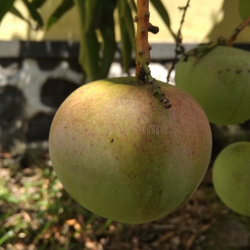 The Apple Mango Begins To Grow Stock Image - Image of branch, produce ...