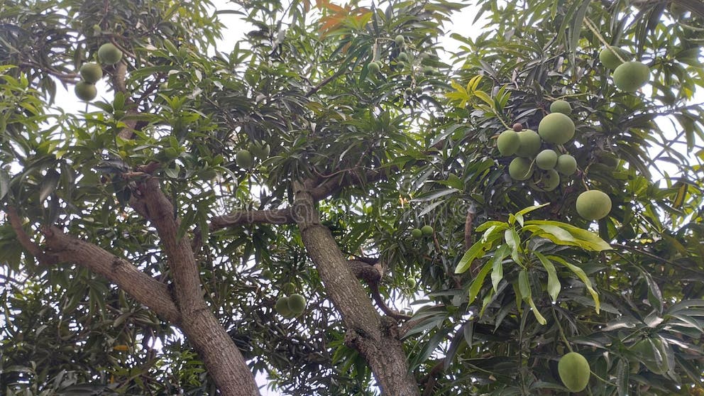 27,684 Mango Tree Stock Photos - Free & Royalty-Free Stock Photos from ...