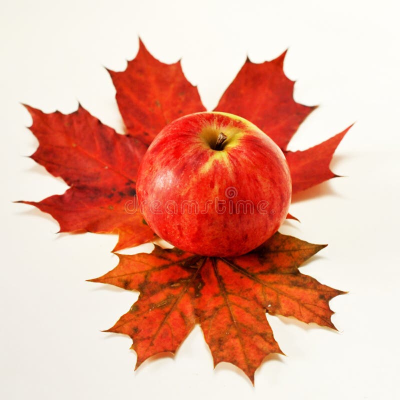 Apple maple stock image. Image of nature, seasons, light - 77262527