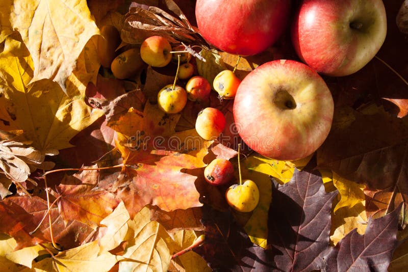 Apple on maple leaves. stock photo. Image of yellow, organic - 61136930
