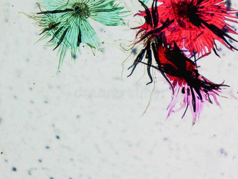 Apple micrograph stock image. Image of apple, nature - 40740087