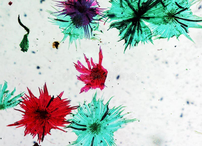 Apple micrograph stock illustration. Illustration of vegetarian - 40684313