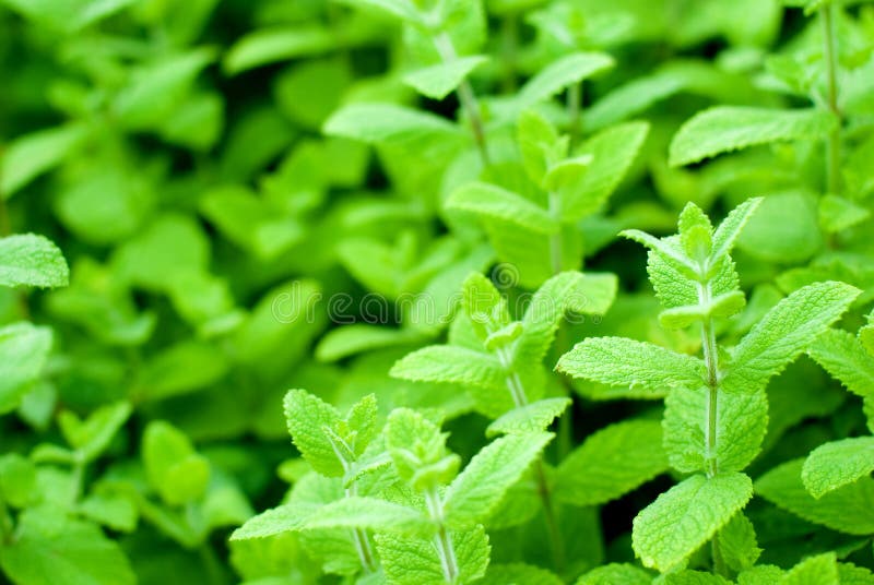 Mint stock photo. Image of frame, copy, mint, garnish - 11636206