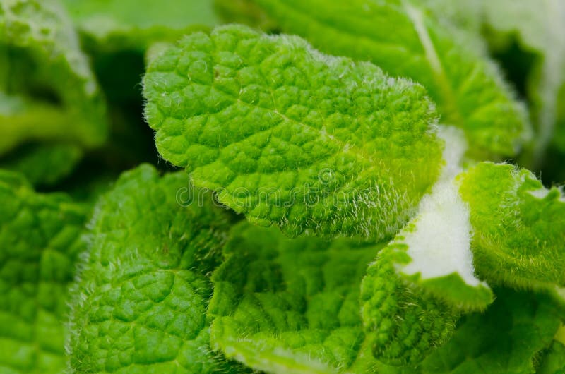 Apple mint stock image. Image of meal, health, herb, garden - 24309639