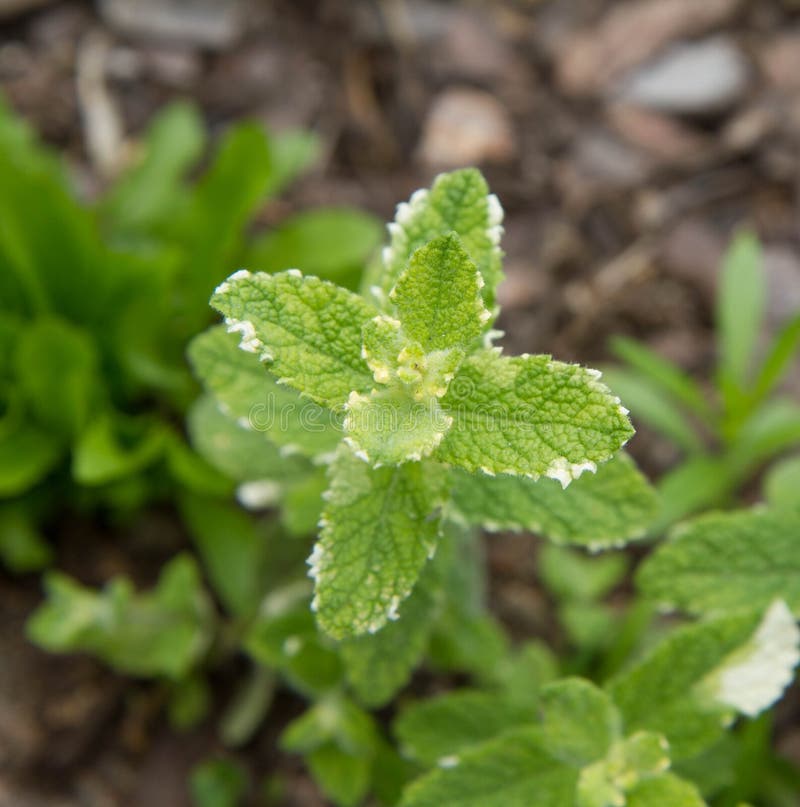 The apple mint stock image. Image of flavor, pineapple - 95384009