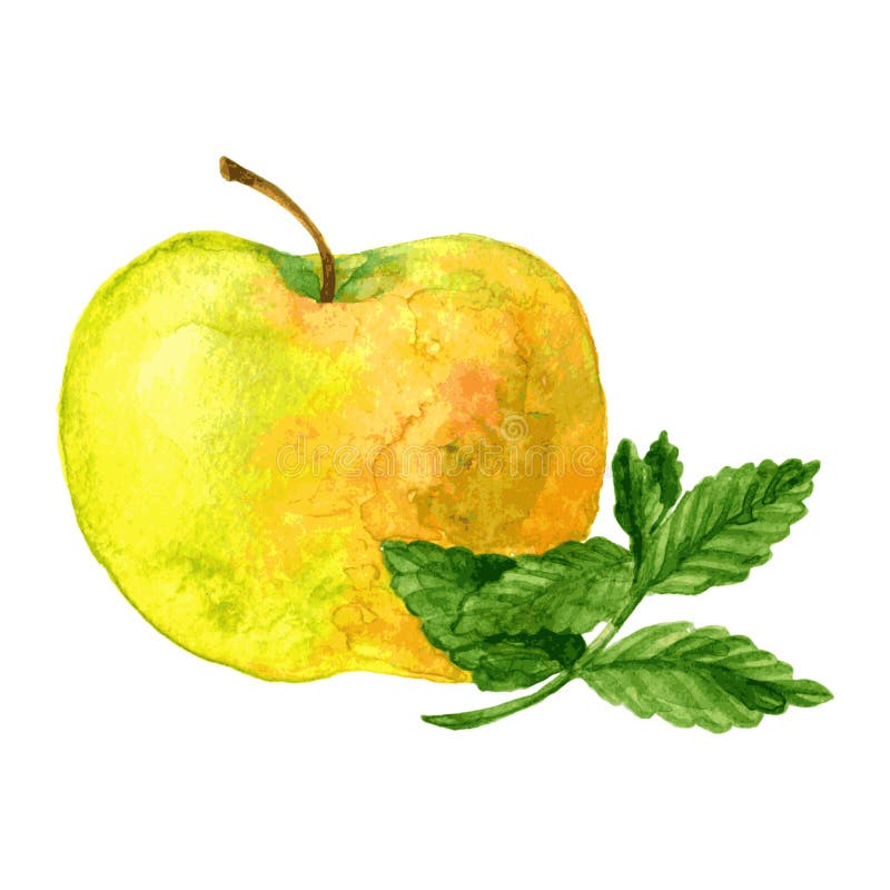 Mint Drawing Stock Illustrations – 24,452 Mint Drawing Stock ...