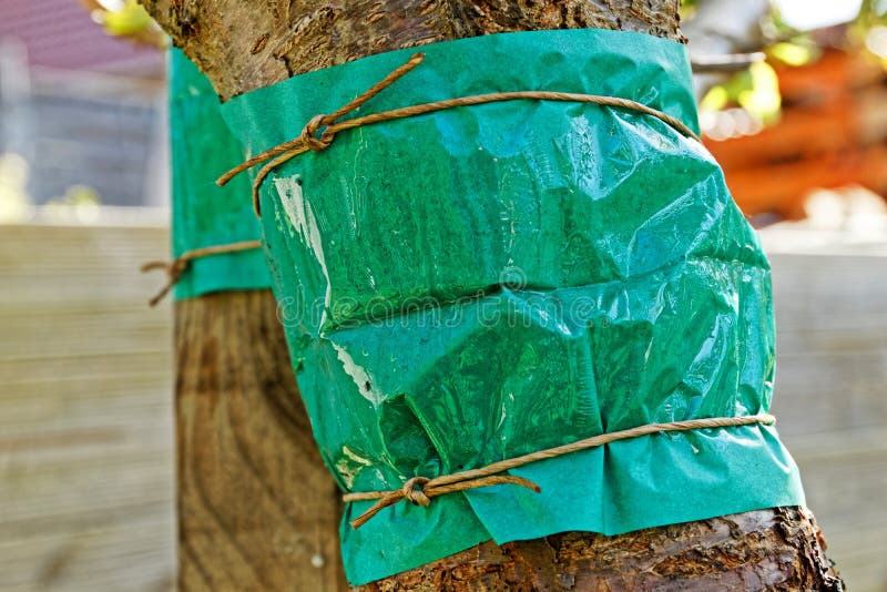 New Glue Ring Against Apple Moths Stock Photo - Image of garden, season: 146227594