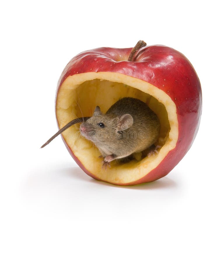 Apple mouse stock image. Image of portrait, humor, pest - 5189609