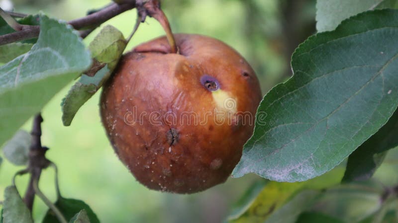 The apple is mummified stock photo. Image of food, spoiled - 229145802