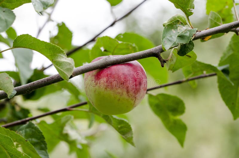 Apple stock image. Image of blur, horticulture, health - 85971755