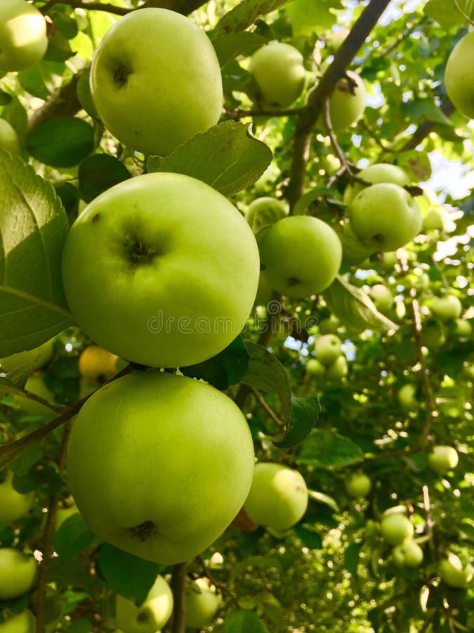 Apple stock image. Image of nice, hill, apple, tree - 122577649