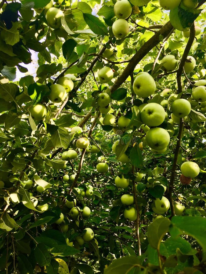 Apple stock photo. Image of green, tree, apple, hill - 122577698