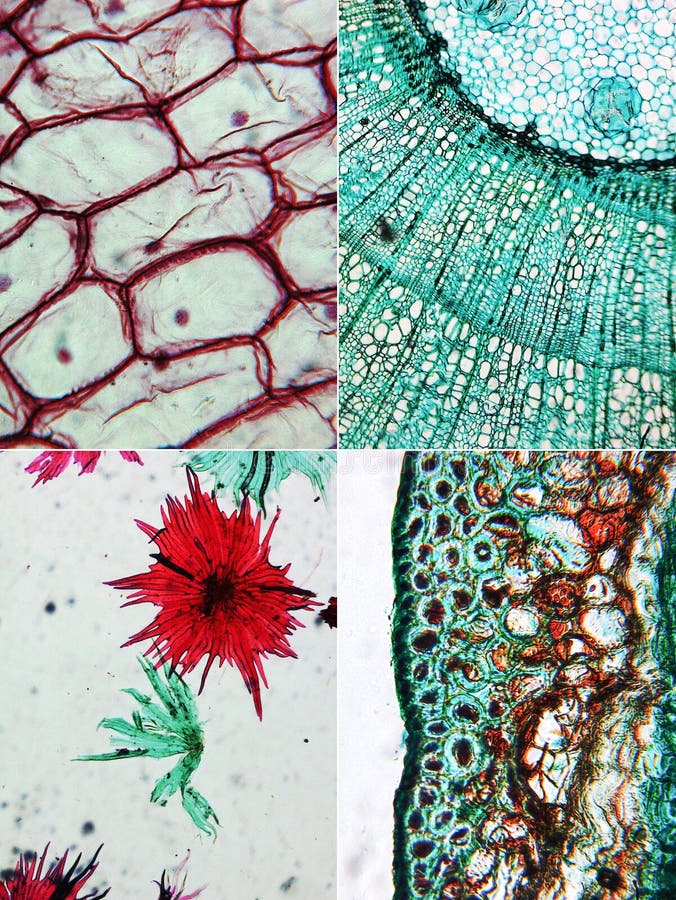 Apple, Onion and Pine Wood Micrograph Stock Image - Image of wood, cell ...