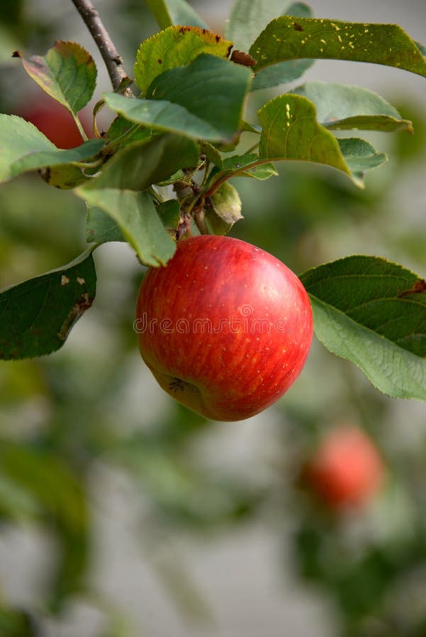 Apple-boom stock afbeelding. Image of vrucht, gezond - 36017919