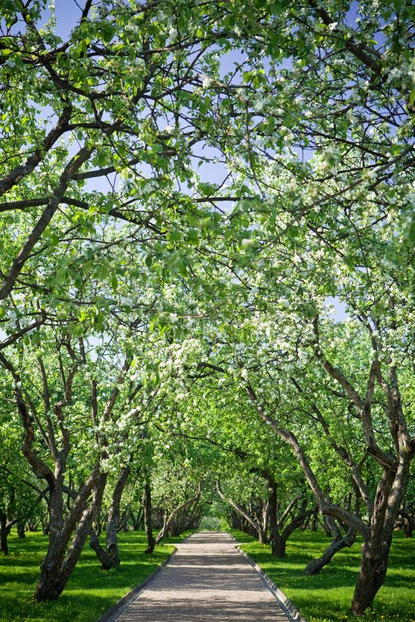 Orchard - spring trees stock image. Image of blow, plenty - 4994011