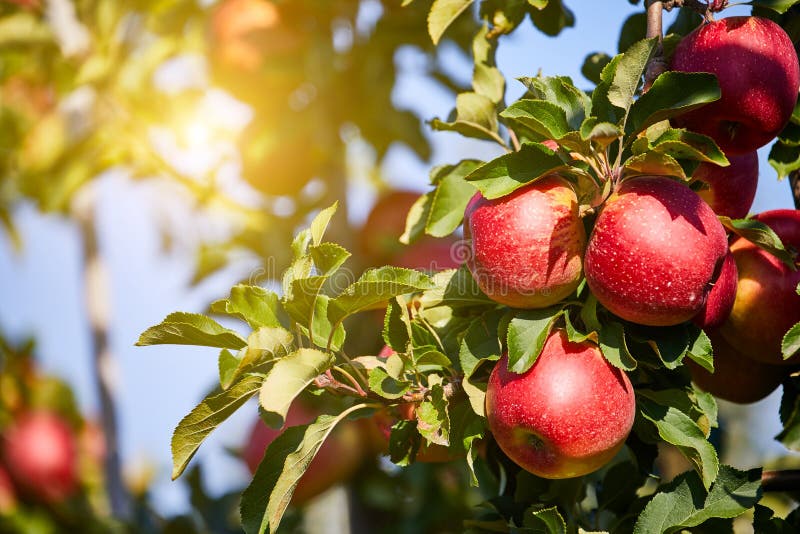 Shiny Delicious Apples Hanging from a Tree Branch in an Apple Orchard ...