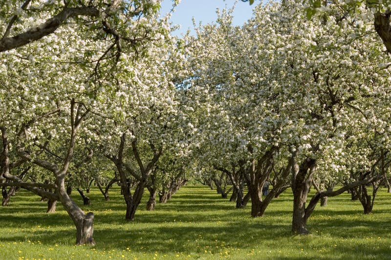 Apple orchard stock photo. Image of growth, fruit, garden - 19600000