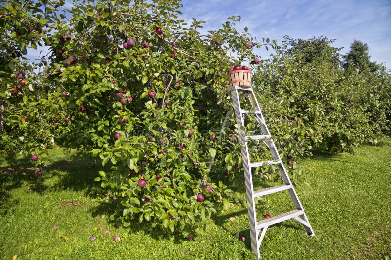 Apple Orchard stock image. Image of apple, healthy, bunch - 27087347
