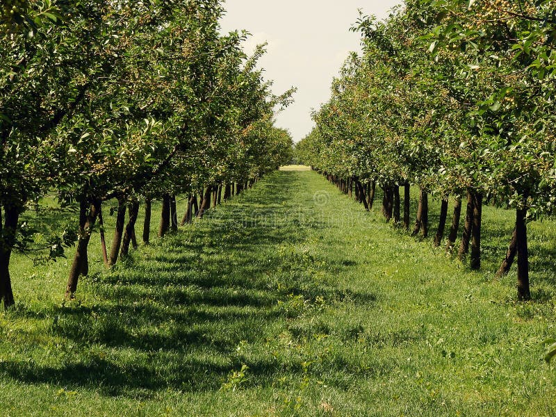 Cherry orchard stock image. Image of distant, distance - 5954215