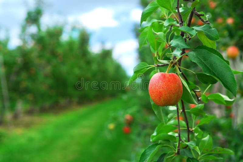 Apple Orchard stock image. Image of crop, field, delicious - 1249107
