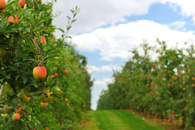 Apple orchard stock image. Image of fall, garden, farming - 3611831