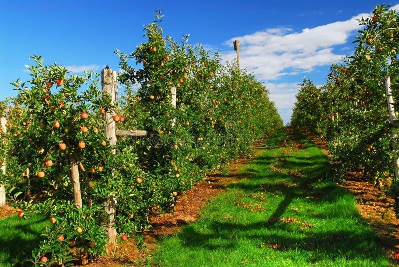 Apple orchard stock image. Image of fall, perspective - 3067829