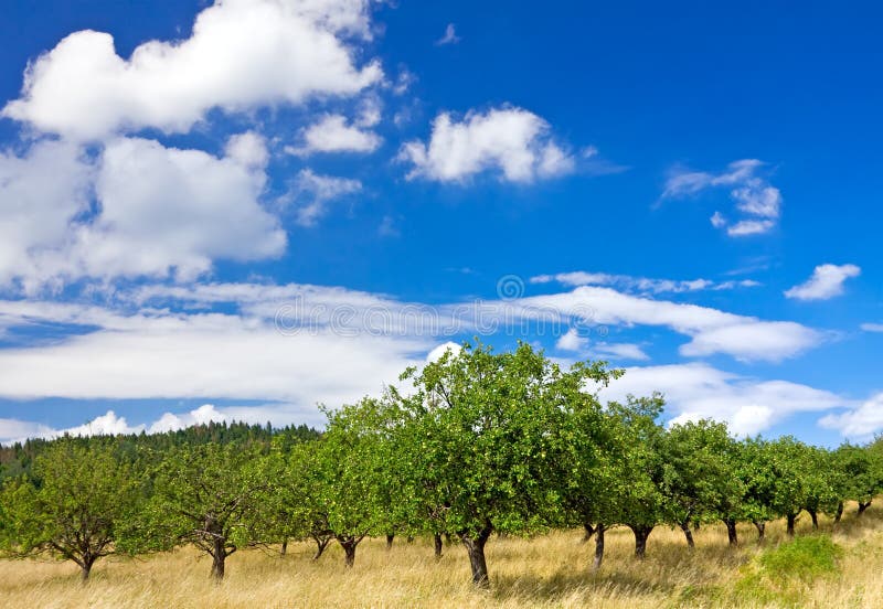 Apple orchard stock image. Image of leaf, blue, orchard - 7340429