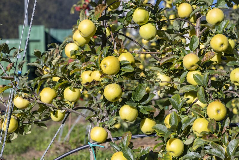 Apple Orchard in Aica, South Tyrol, Italy Stock Photo - Image of plant ...