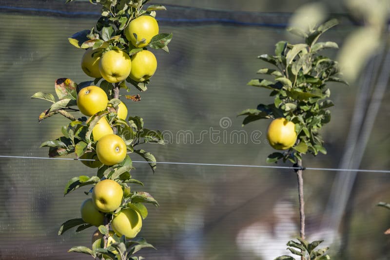 Apple Orchard in Aica, South Tyrol, Italy Stock Image - Image of fruits ...