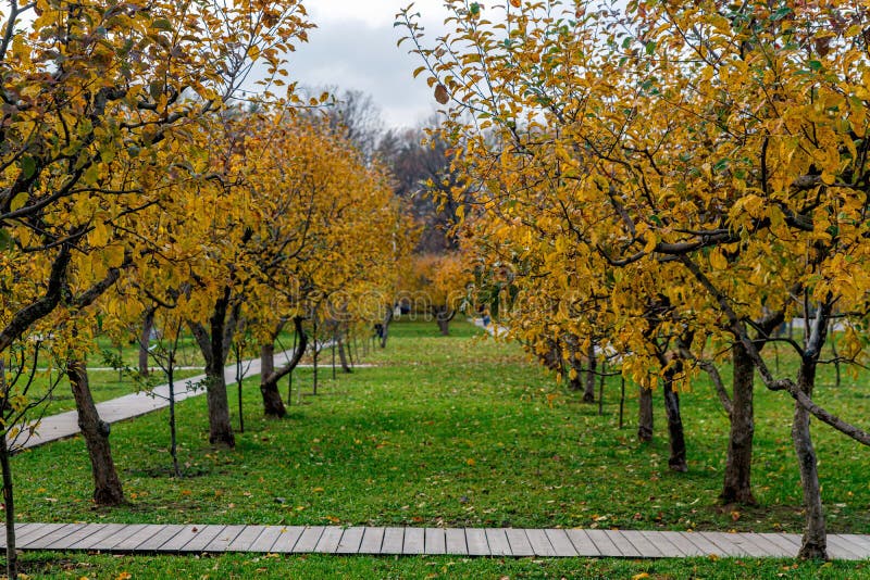 Apple Orchard in Autumn. Apple Trees with Yellow Leaves in Late Autumn ...