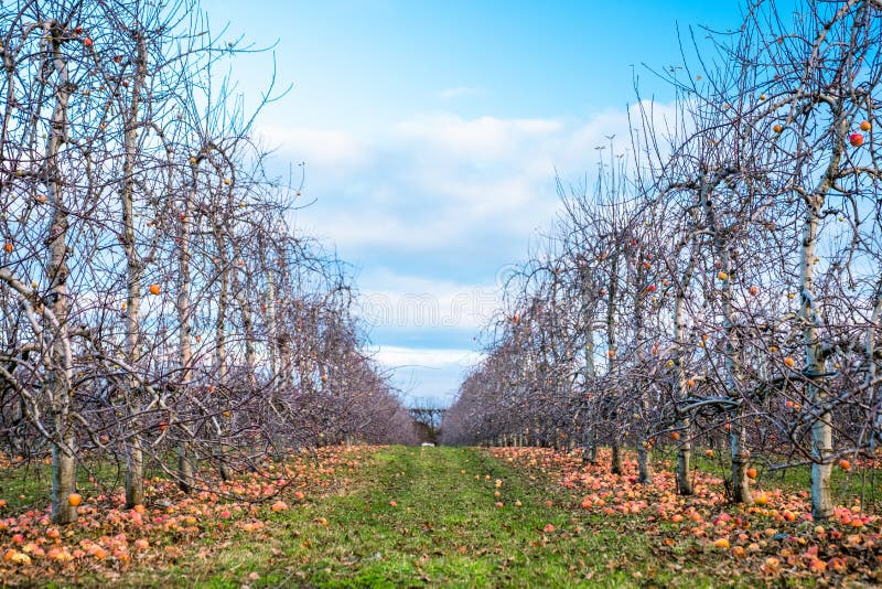 Apple Orchard in Autumn, Winter Season. I Stock Image - Image of ...