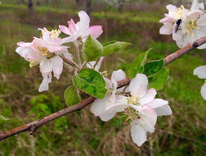 Apple orchard in bloom stock photo. Image of branches - 70653410
