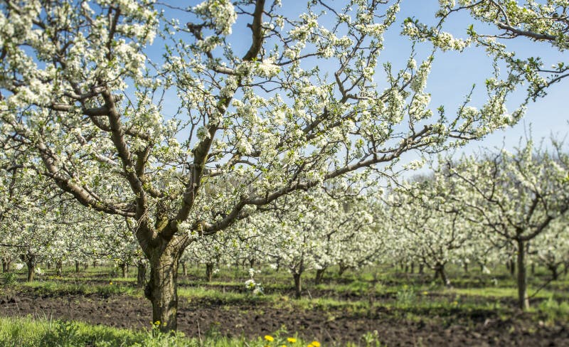 Apple Orchard in Bloom in Spring, Sunny Day in the Plantation Stock ...