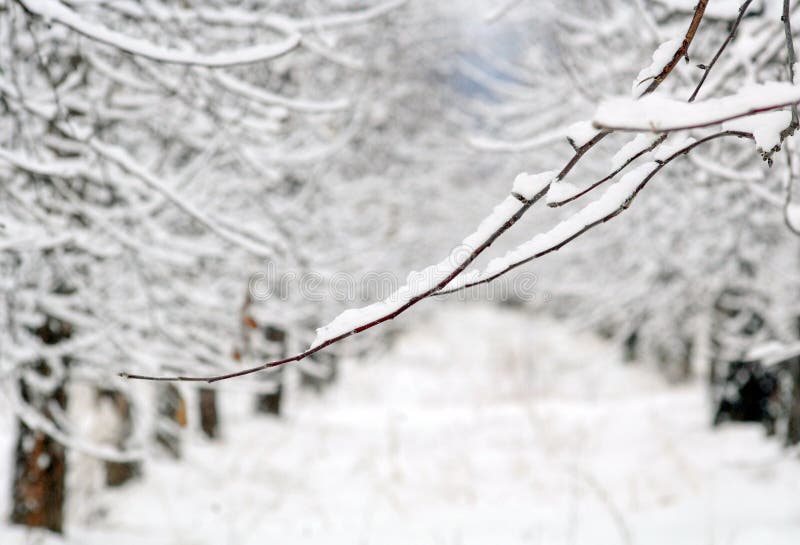Apple Orchard Covered with Snow in Winter Stock Image - Image of ...