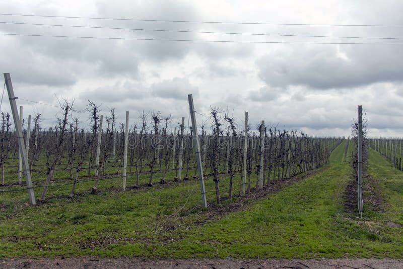 Apple Orchard in Early Spring on a Cloudy Day Stock Image - Image of ...