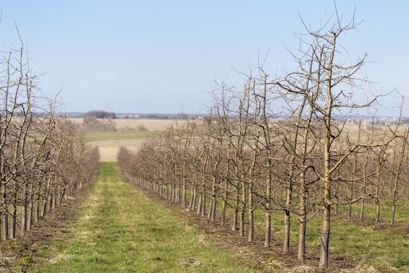 Apple Orchard in Early Spring before Flowering. Stock Photo - Image of ...