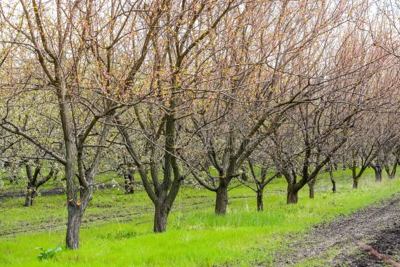 Apple Orchard in Early Spring Stock Photo - Image of natural, cultivate ...