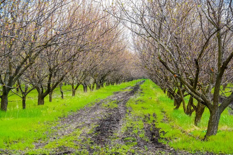 Apple Orchard in Early Spring Stock Image - Image of natural, leaf ...