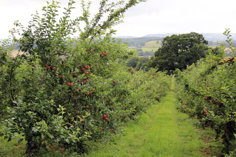 Apple trees in an orchard stock photo. Image of england - 115443450