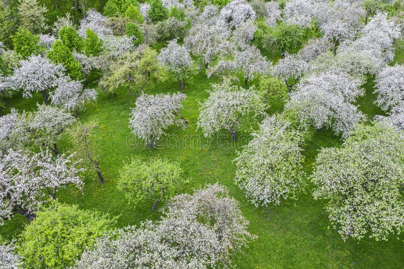 Apple Orchard with Flowering Trees. Aerial View Stock Photo - Image of ...