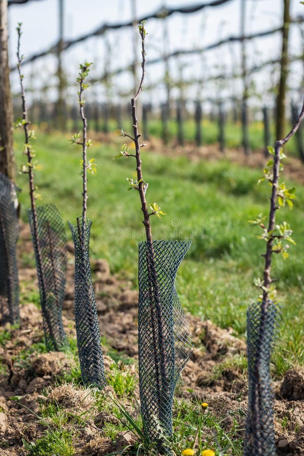 Apple Orchard with Fruit Tree in a Row Stock Photo - Image of nature ...