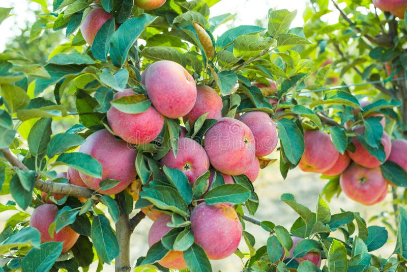 Apple orchard with fruits stock photo. Image of tree - 197659562
